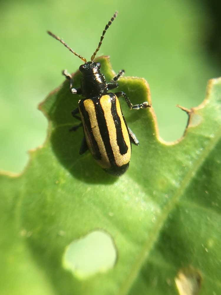 Agasicles Jacoby, 1904