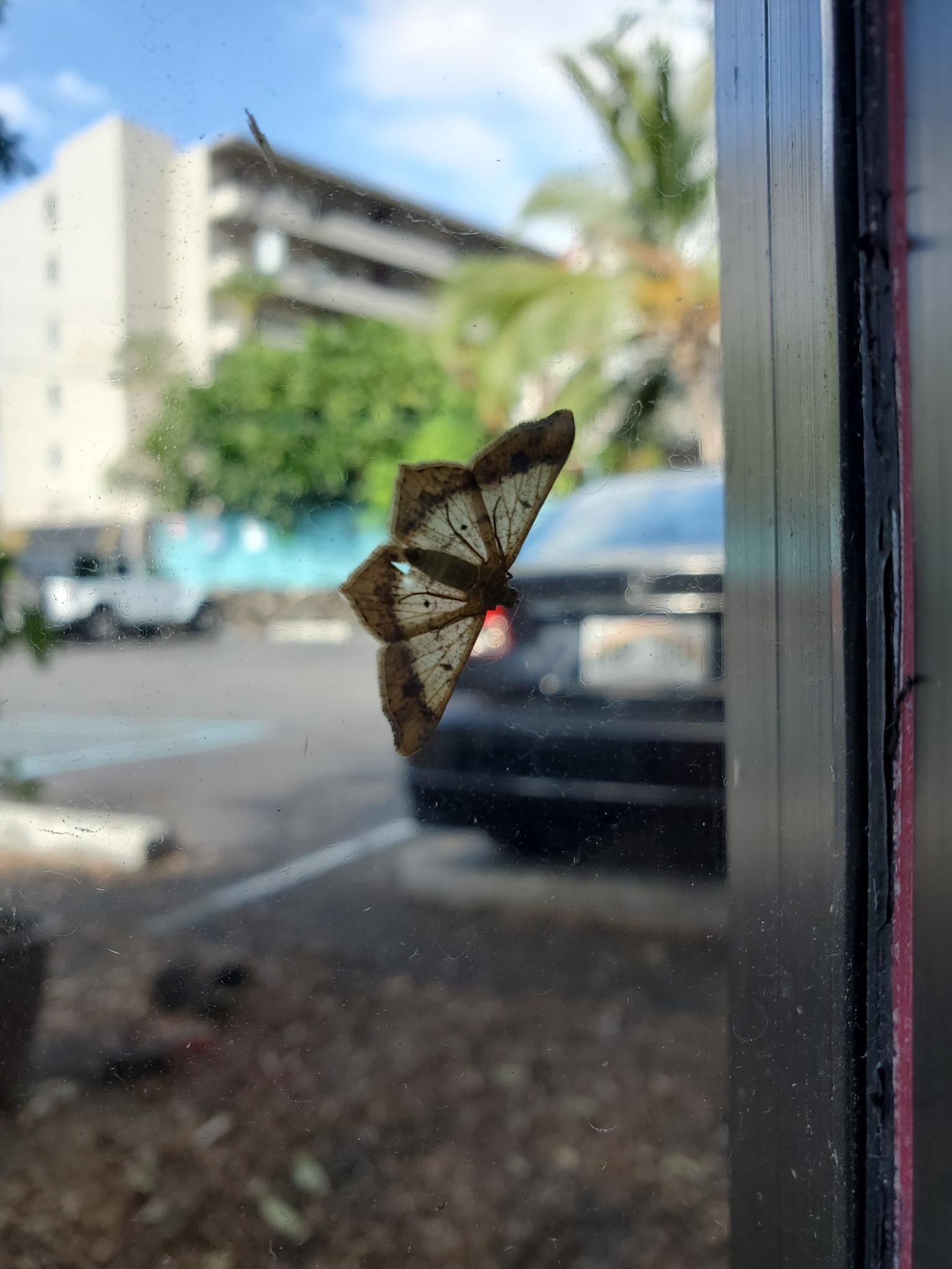 Macaria abydata Guenée