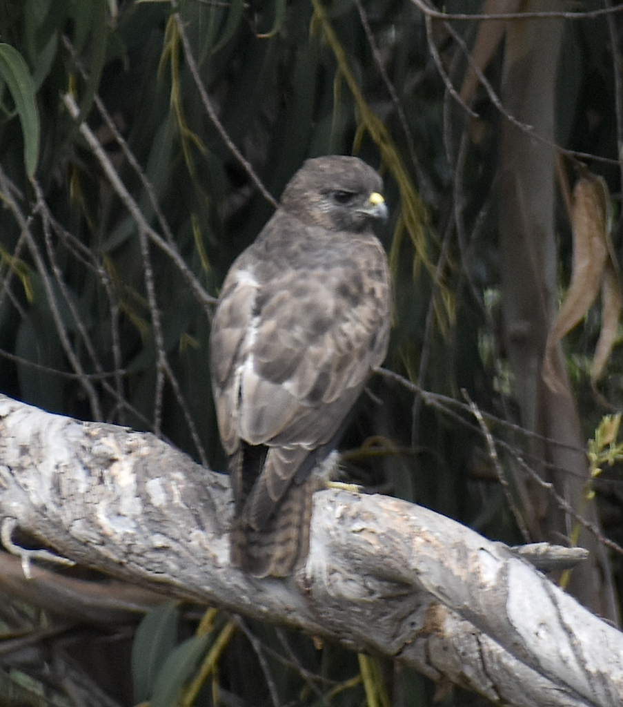 Hawaiian Hawk (Buteo solitarius) - Avian Discovery