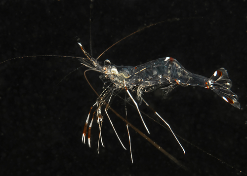 Observations by glen_whisson · iNaturalist