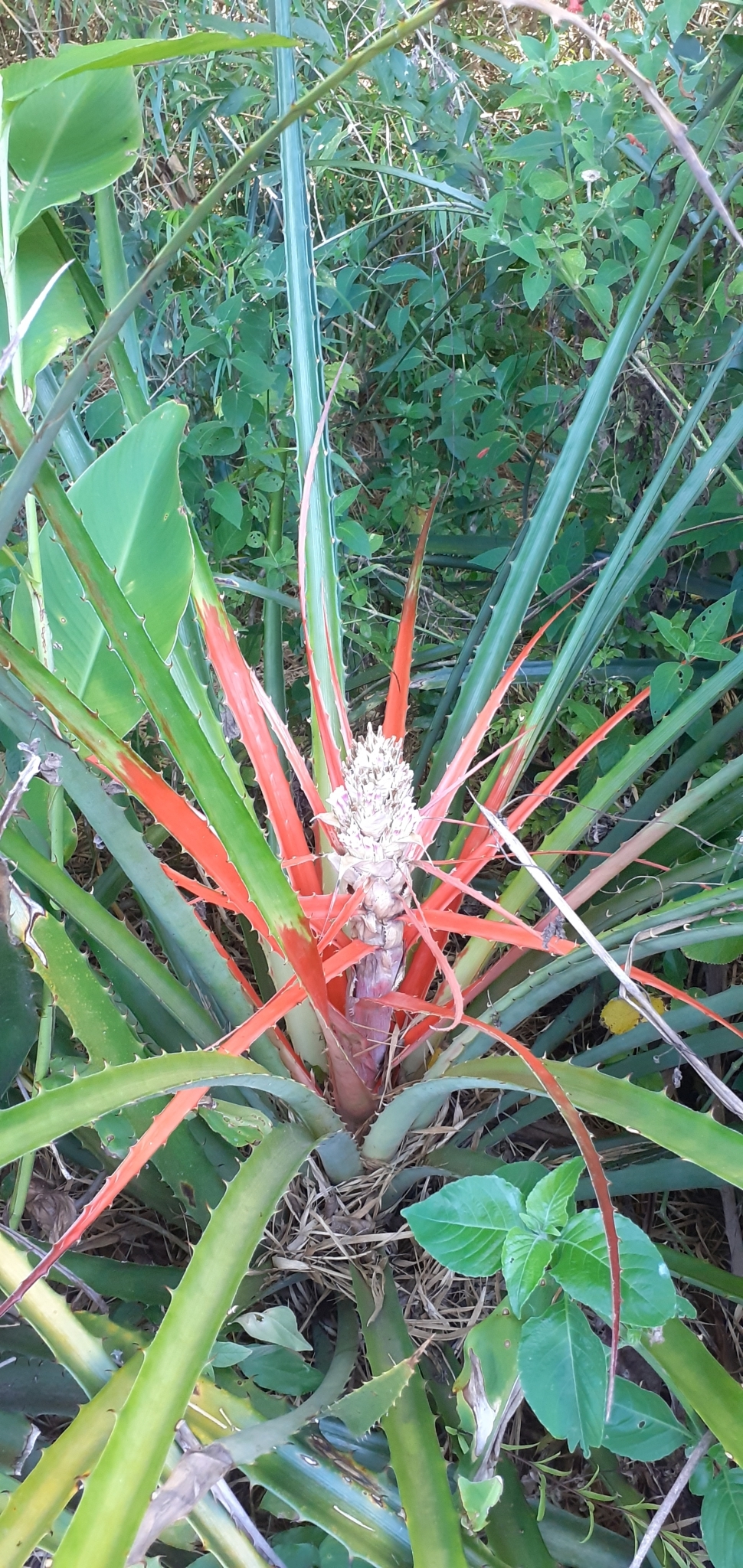 Bromelia balansae Mez