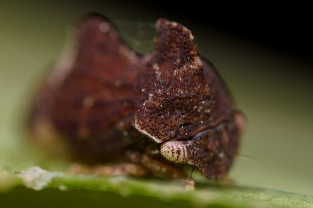 Keeled Treehopper in October 2022 by samsinsects · iNaturalist