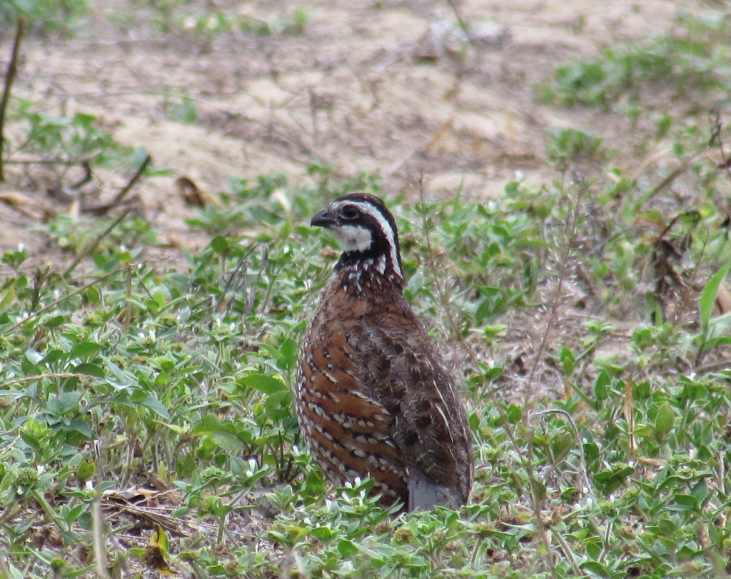 Colinus virginianus (Linnaeus, 1758)
