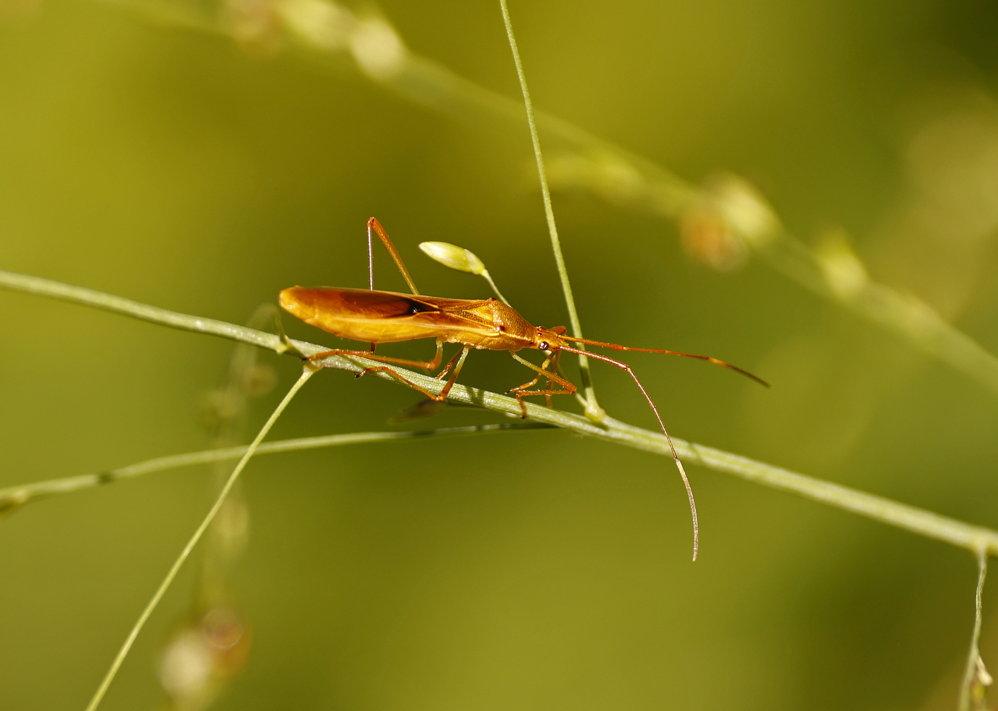 Leptocorisa acuta (Thunberg, 1783)