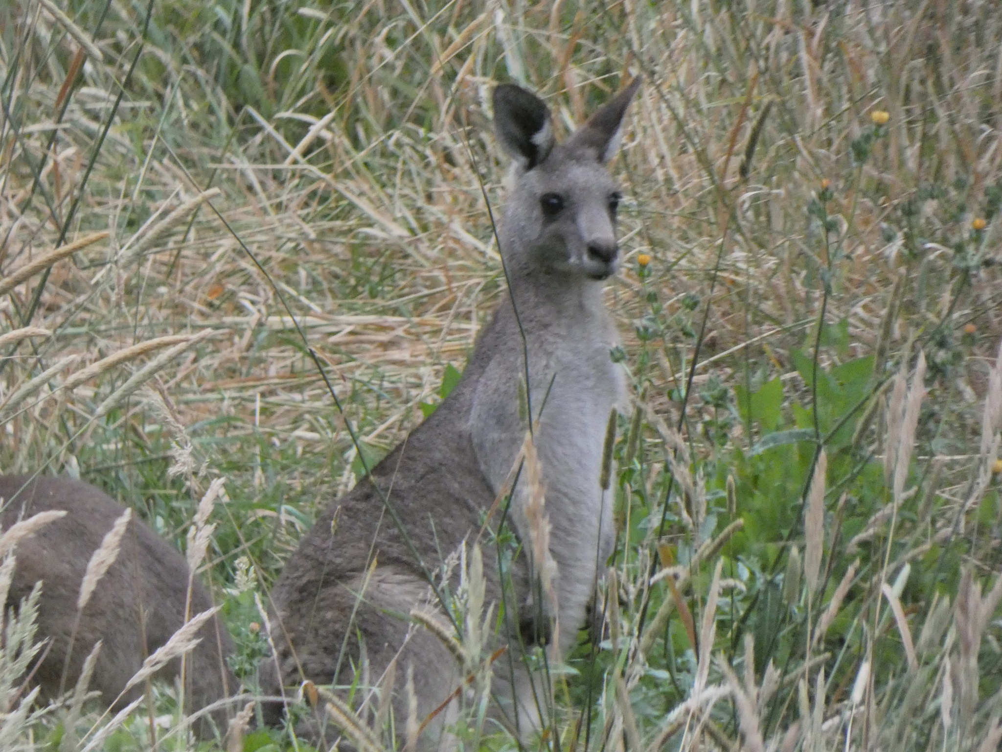 Macropus giganteus giganteus