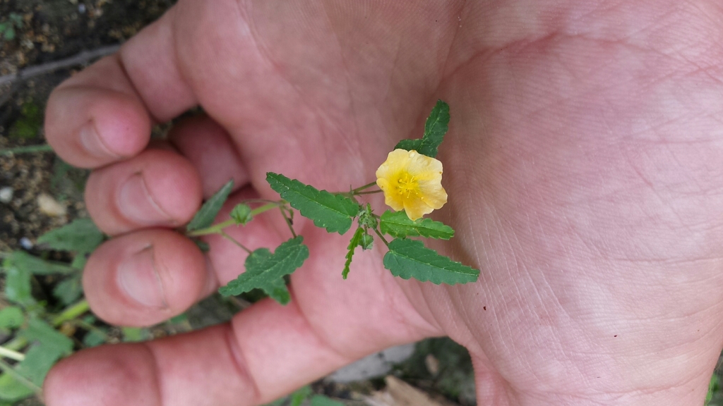 spreading sida from 3008 Old Bee Cave Rd, Austin, TX 78735, USA on ...