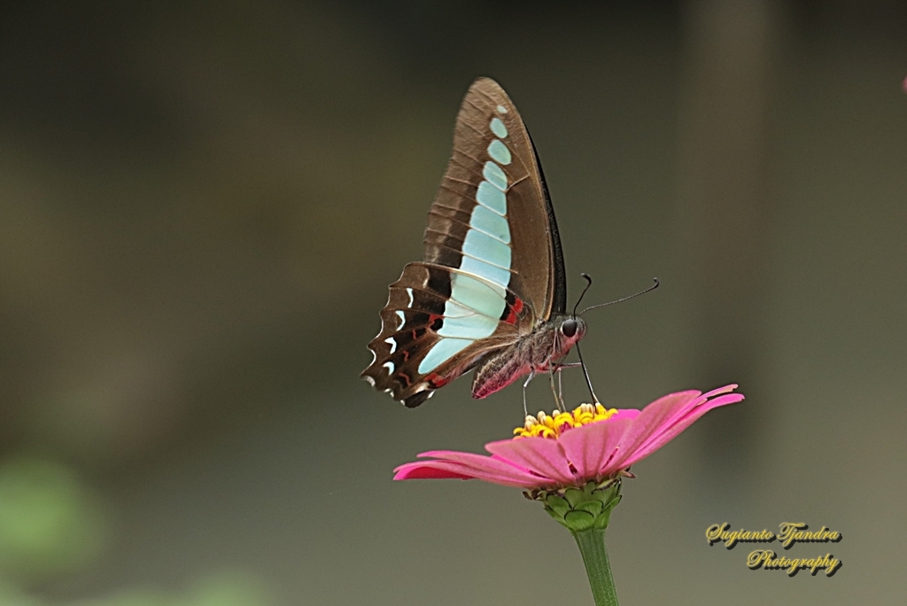 Graphium sarpedon (Linnaeus, 1758)