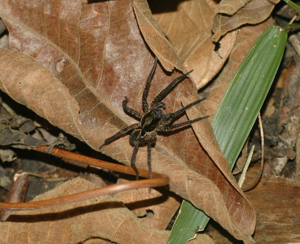 Wolf Spiders from San Juan Bautista Valle Nacional, Oax., México on ...