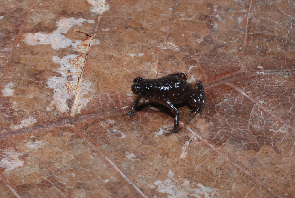 Austrochaperina parkeri in July 2008 by Eric N. Rittmeyer · iNaturalist