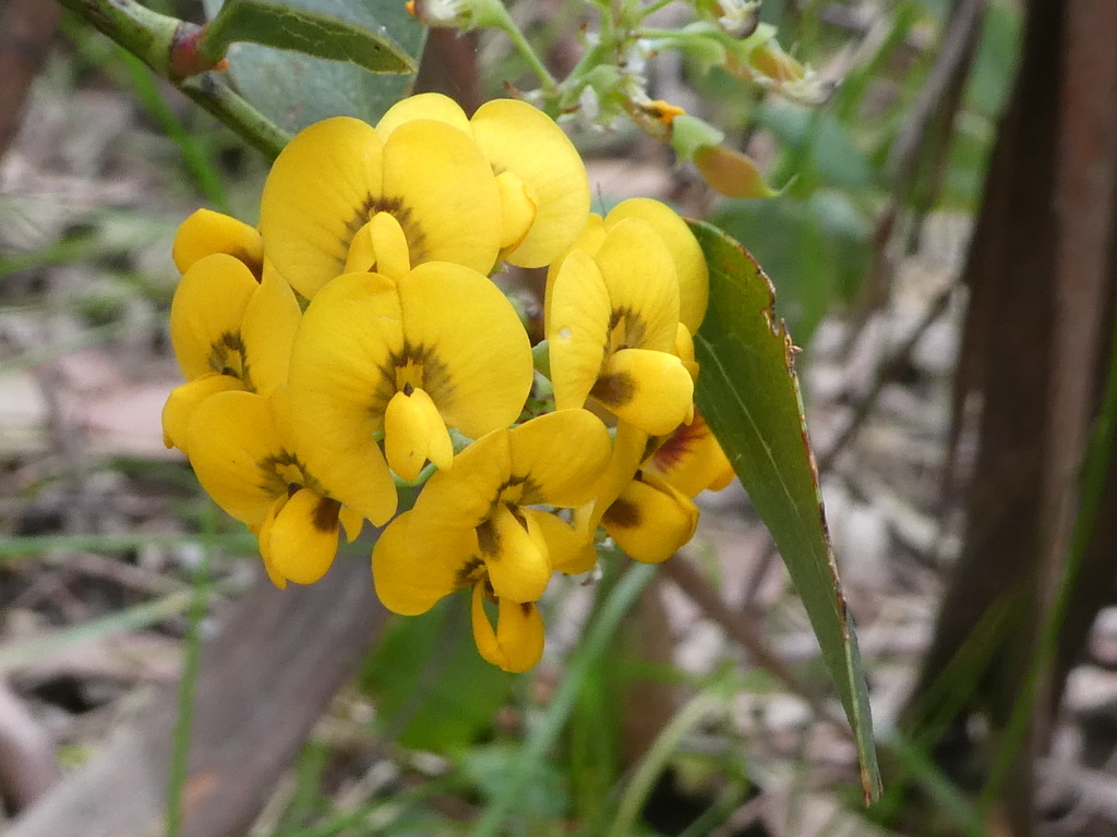 hop bitter-pea from Mount Buller VIC 3723, Australia on January 20 ...