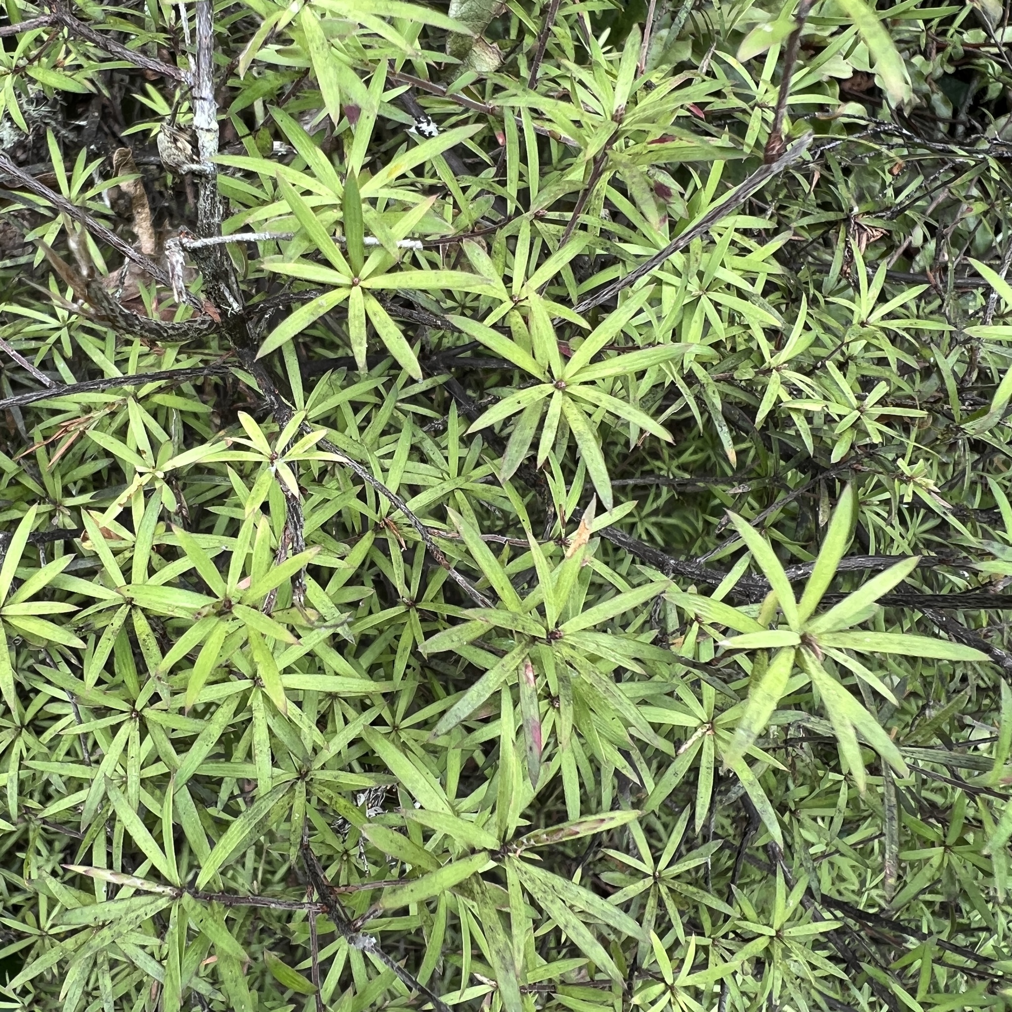 Leucopogon R.Br.