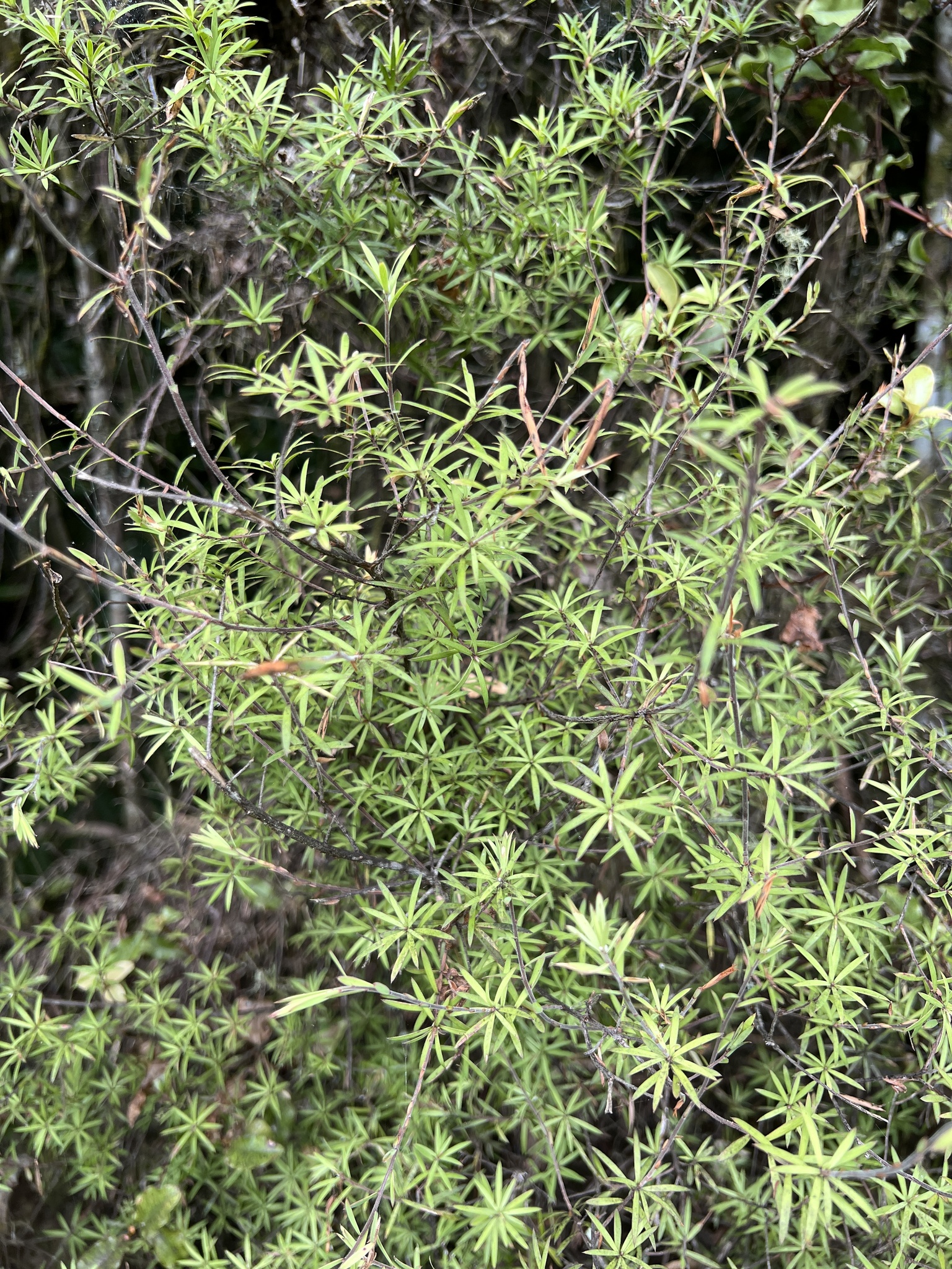 Leucopogon R.Br.