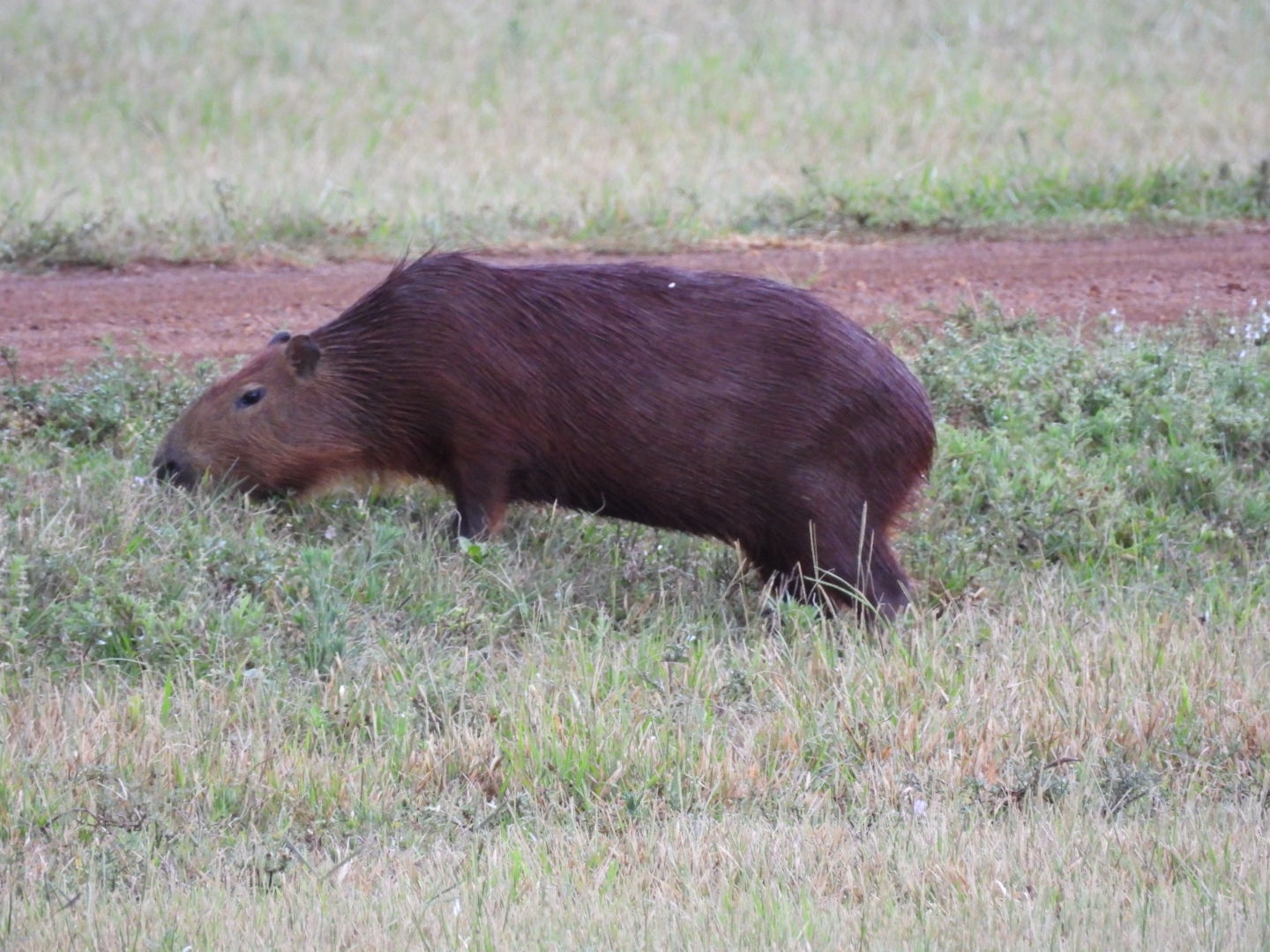 Hydrochoerus hydrochaeris (Linnaeus, 1766)
