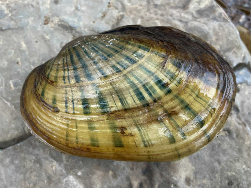 Fatmucket in January 2023 by William Hull. Ten Mile Creek · iNaturalist