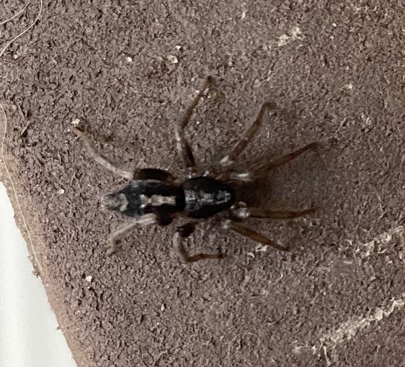 Gnaphosidae