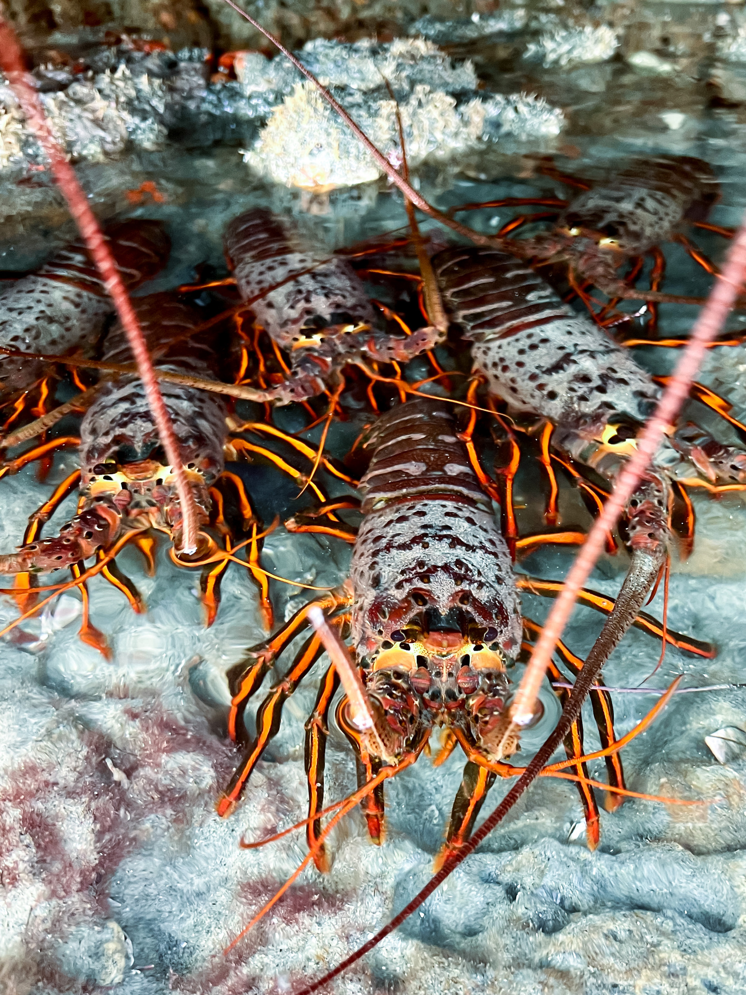 Panulirus interruptus (J.W.Randall, 1840)