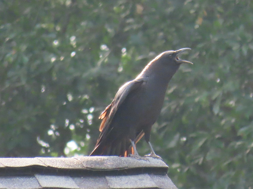 American Crow from St Martin Parish, LA, USA on May 18, 2022 at 08:28 ...