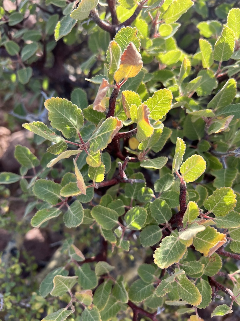 Red Elephant Tree from Isla la Partida, La Paz, BCS, MX on January 19 ...