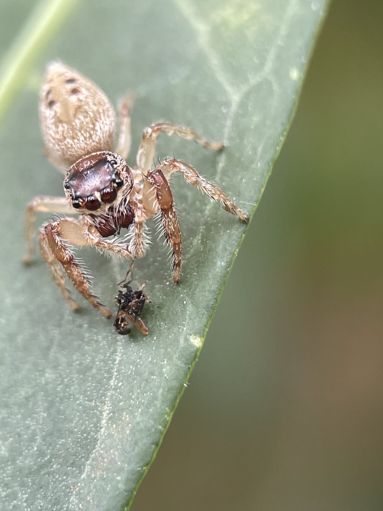 Garden Jumping Spiders from Boundary Tk E, Frankston South, VIC, AU on ...