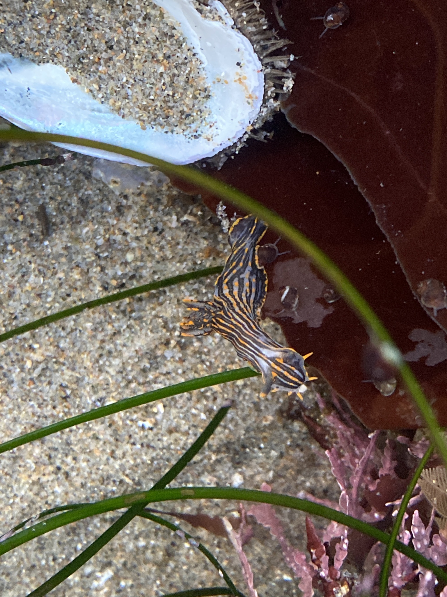 Polycera atra MacFarland, 1905