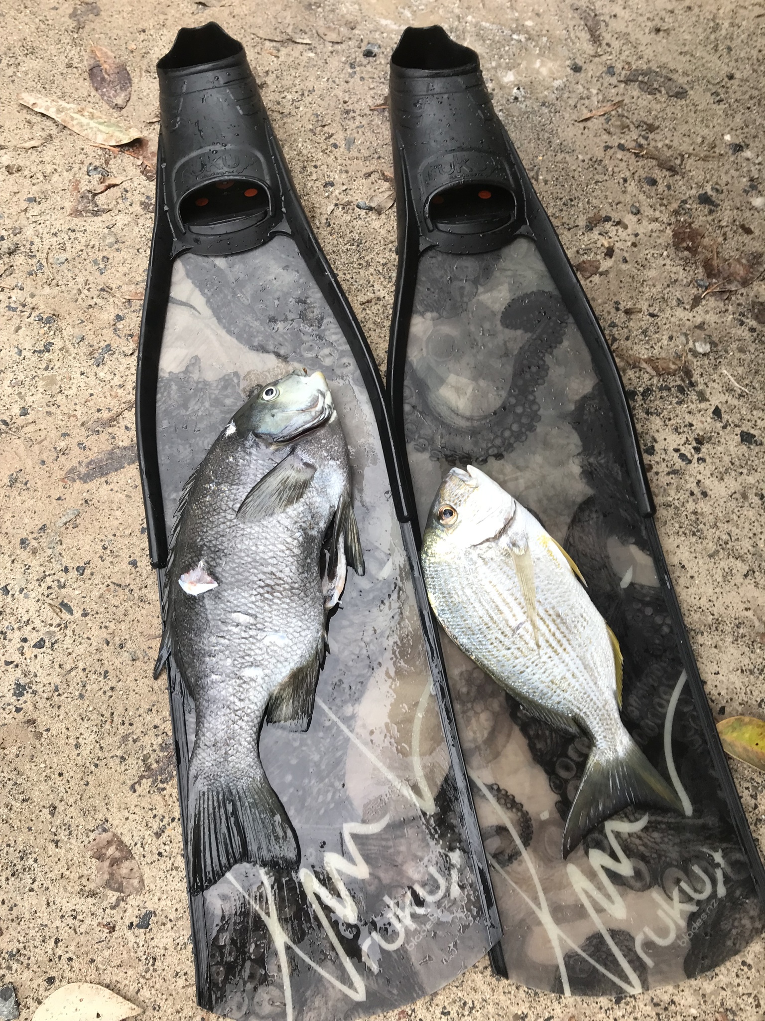 Girella elevata Macleay, 1881