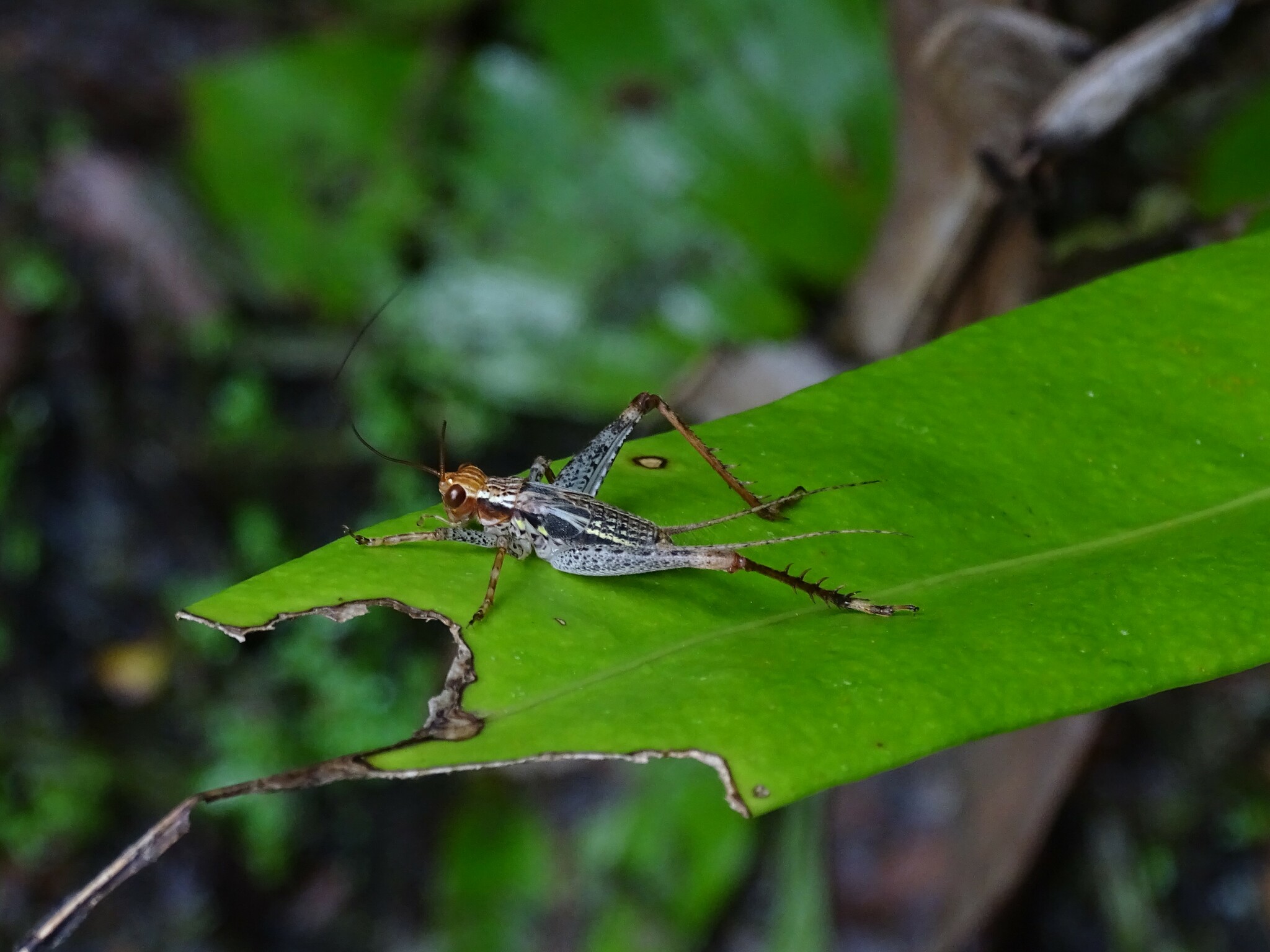 Cardiodactylus Saussure, 1878