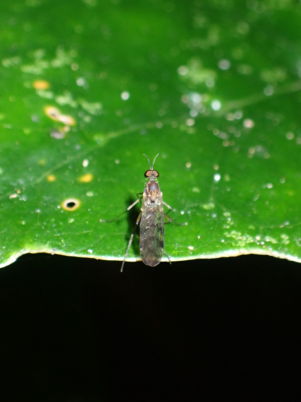 Anisopodidae