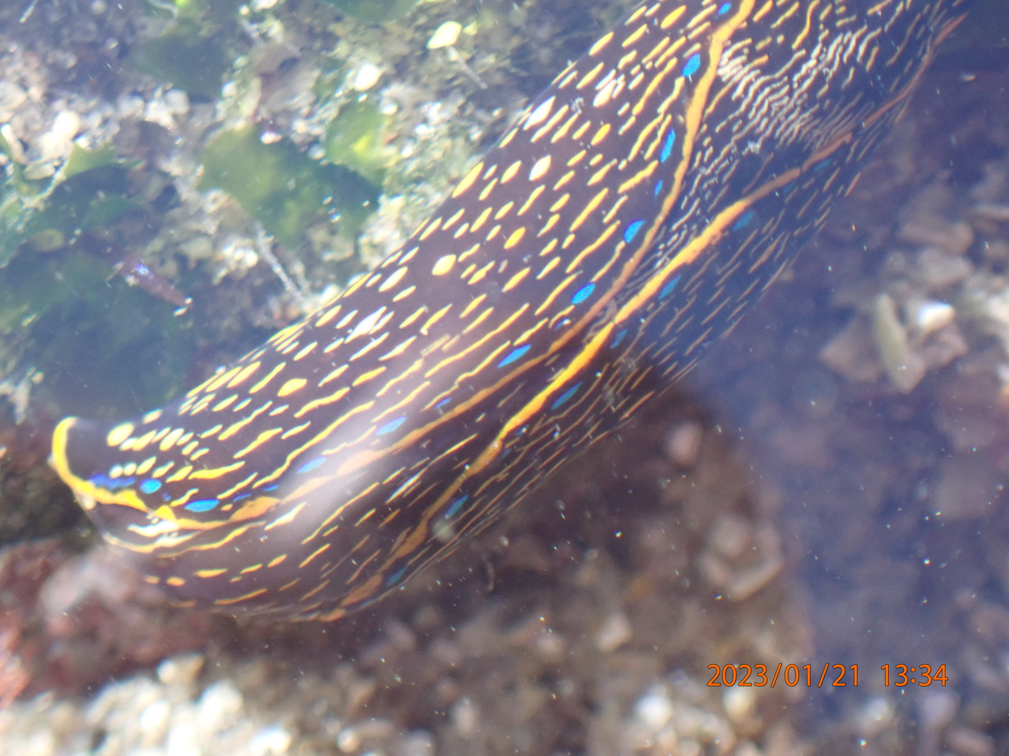 Navanax inermis (J.G.Cooper, 1862)
