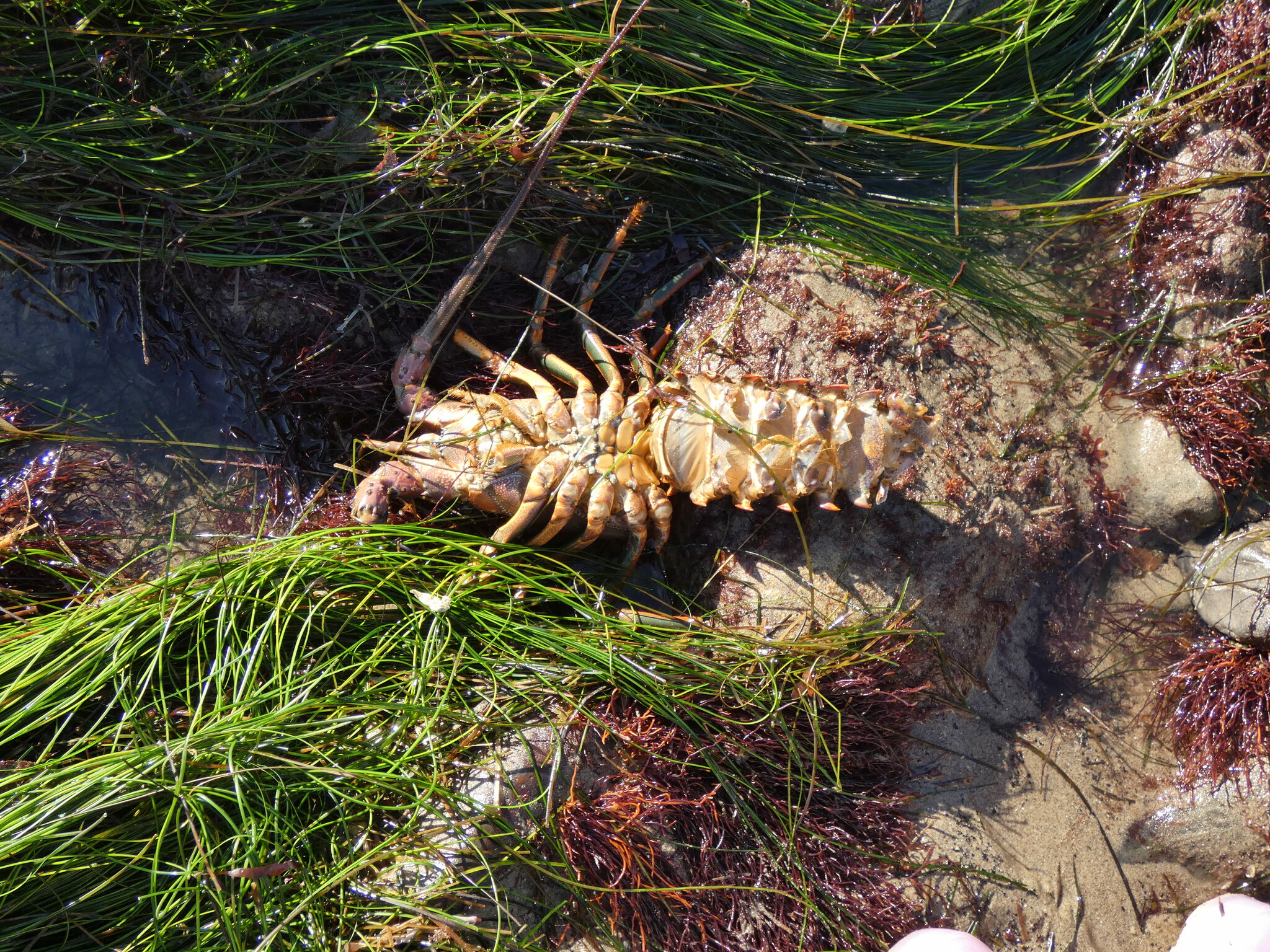 Panulirus interruptus (J.W.Randall, 1840)