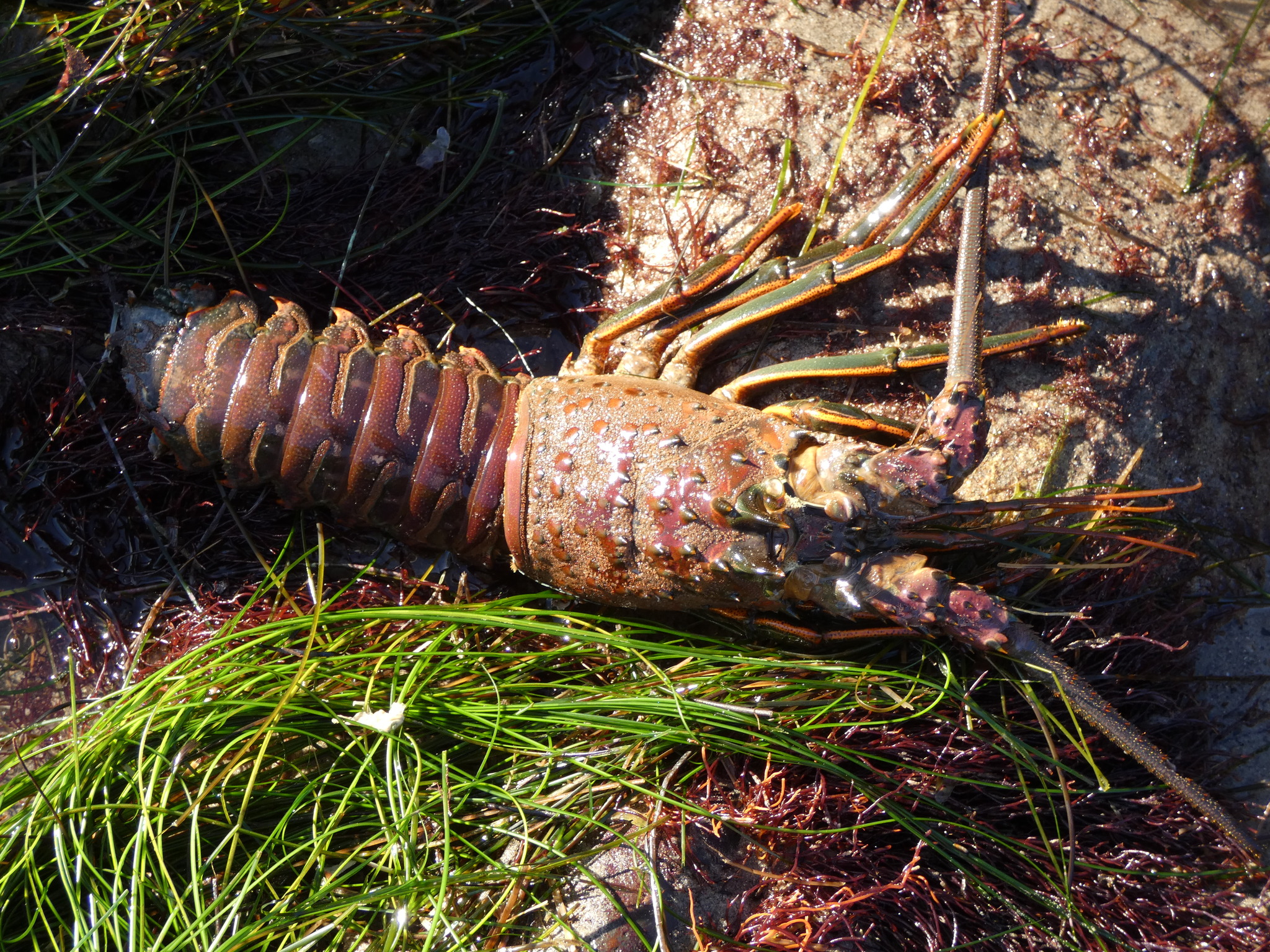 Panulirus interruptus (J.W.Randall, 1840)