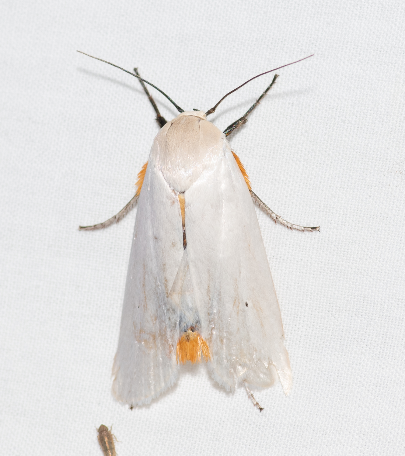 Maroga melanostigma (Wallengren, 1861)