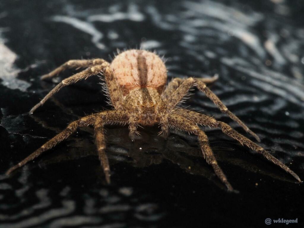 Thanatus hongkong from 香港藍田 on April 17, 2018 at 05:31 PM by wklegend ...