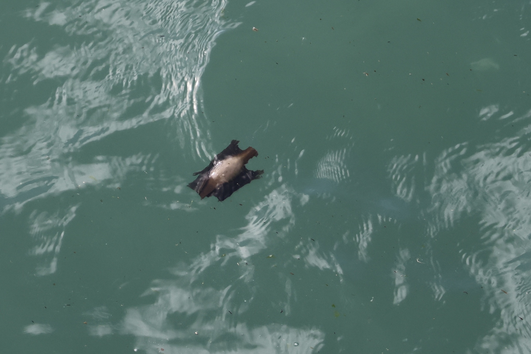 Callorhinchus callorynchus (Linnaeus, 1758)