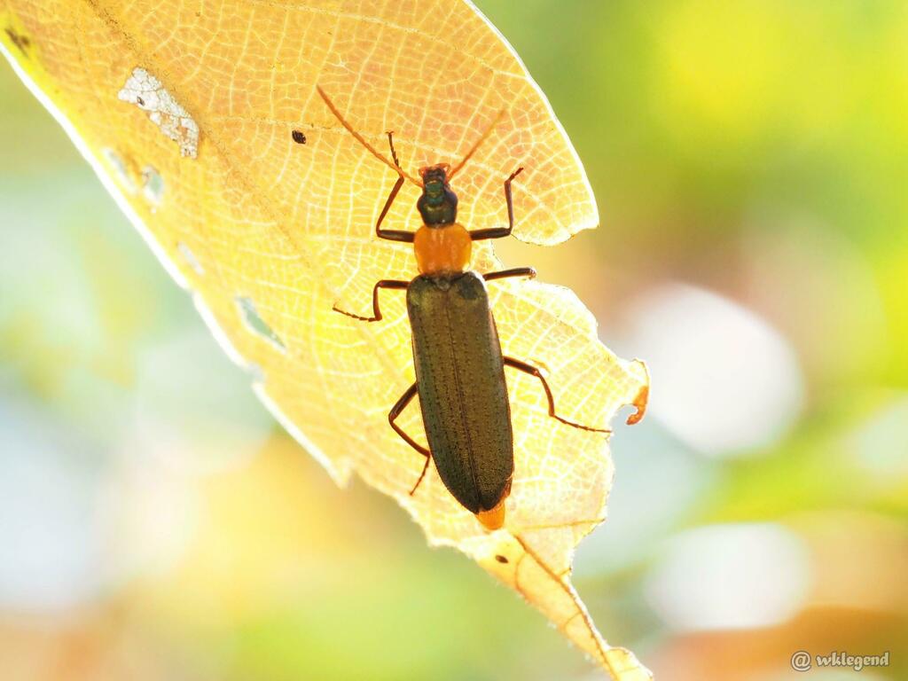 Idgia flavicollis from 香港牛池灣 on April 08, 2018 at 02:29 PM by wklegend ...