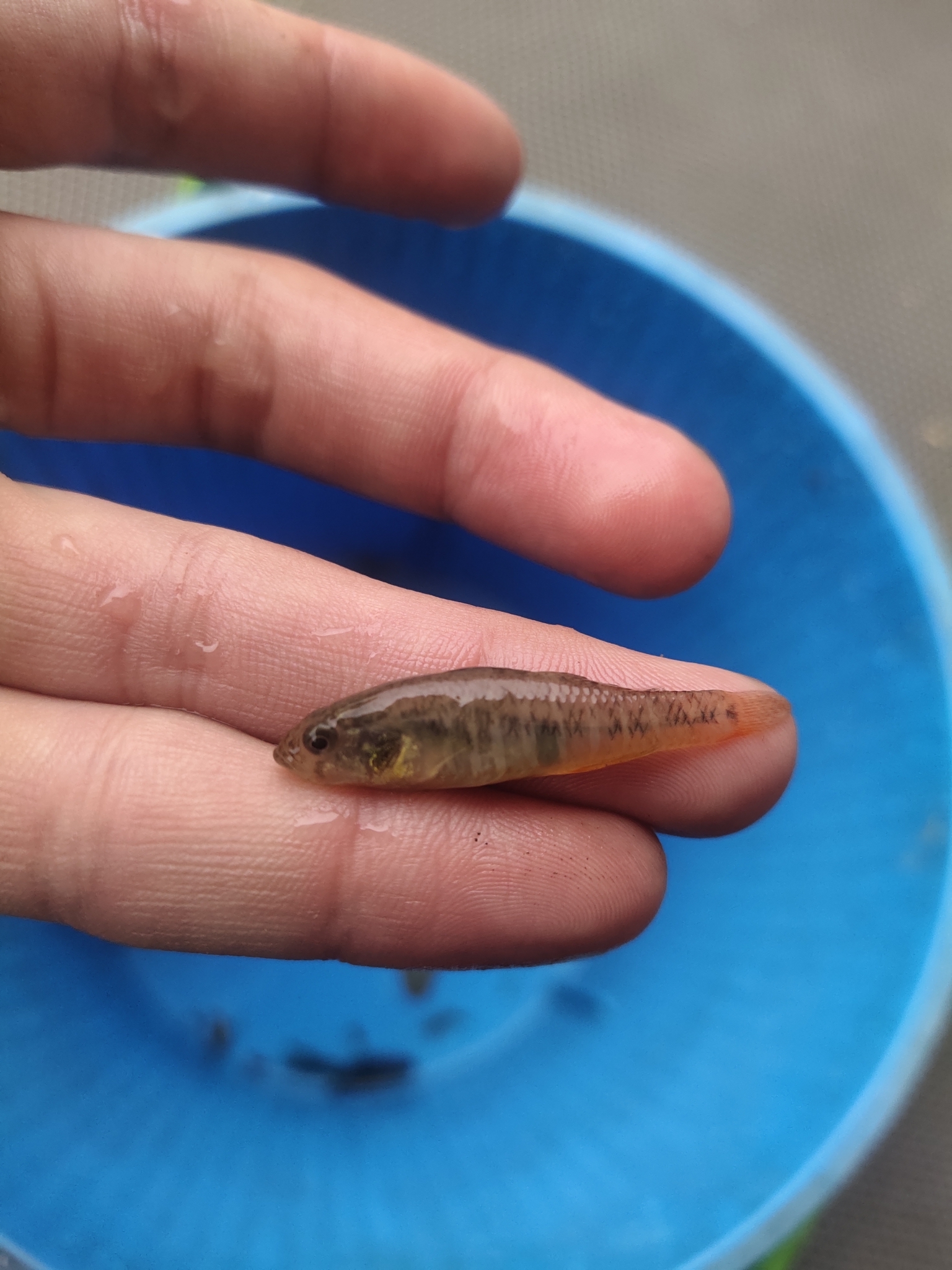 Micropercops swinhonis (Günther, 1873)