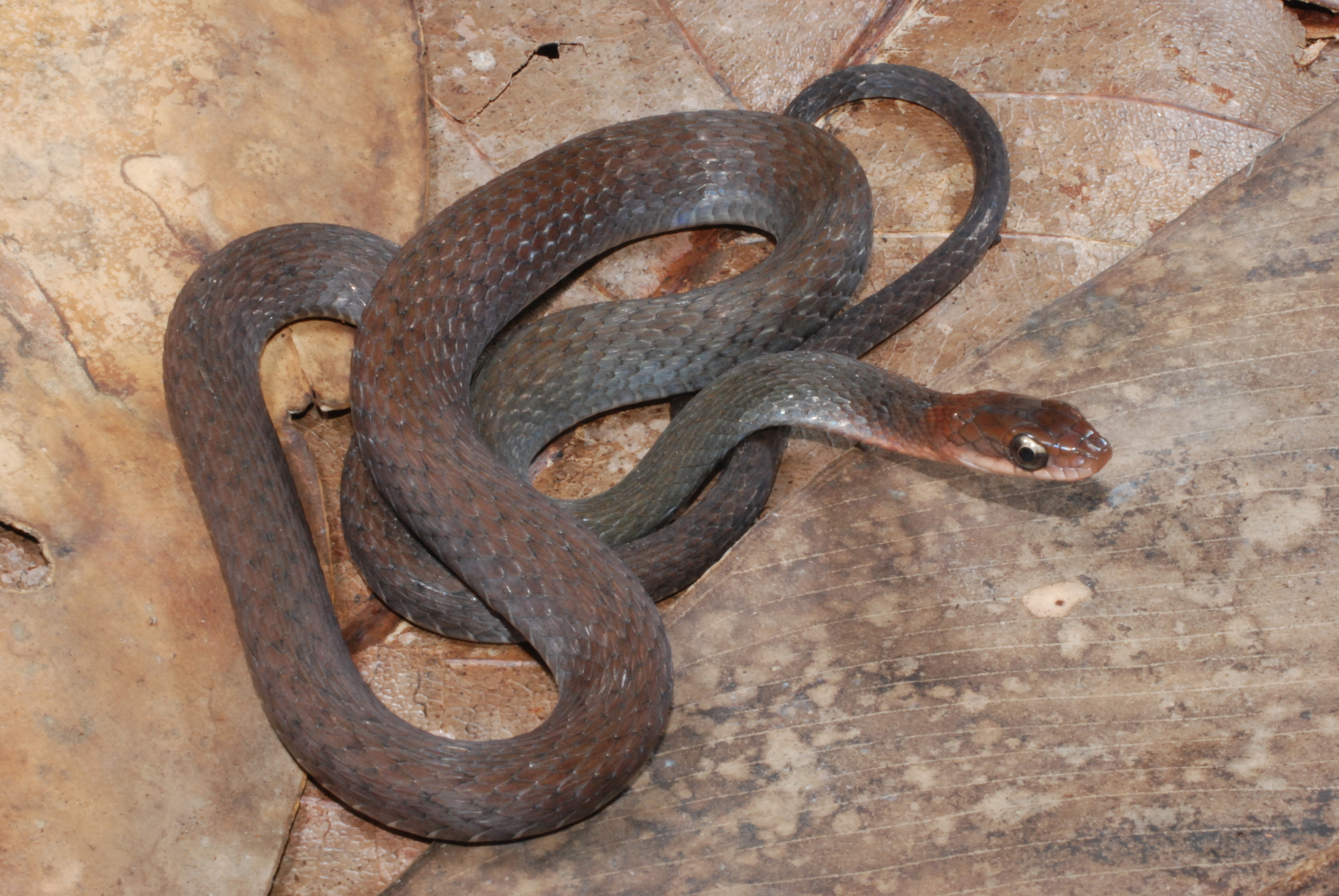 Tropidonophis multiscutellatus (Brongersma, 1948)