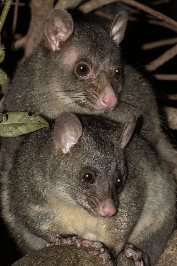 Short-eared Brushtail Possum from Martinsville NSW 2265, Australia on ...