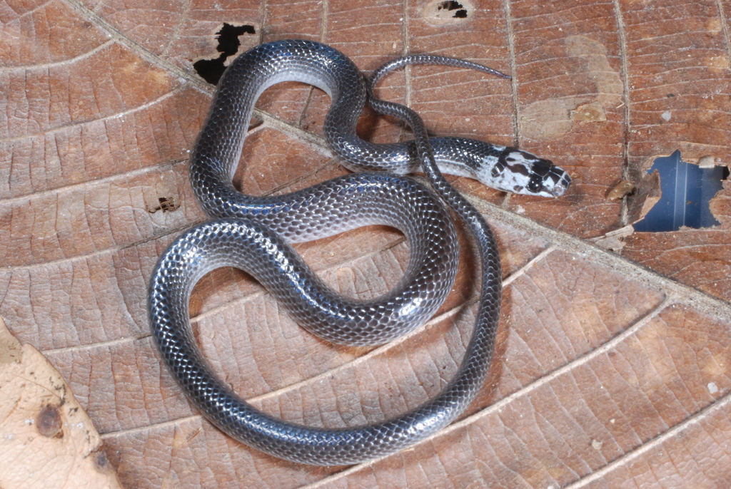 Stegonotus diehli (Zodiac animals(十二生肖)of Indonesia part 2) · iNaturalist