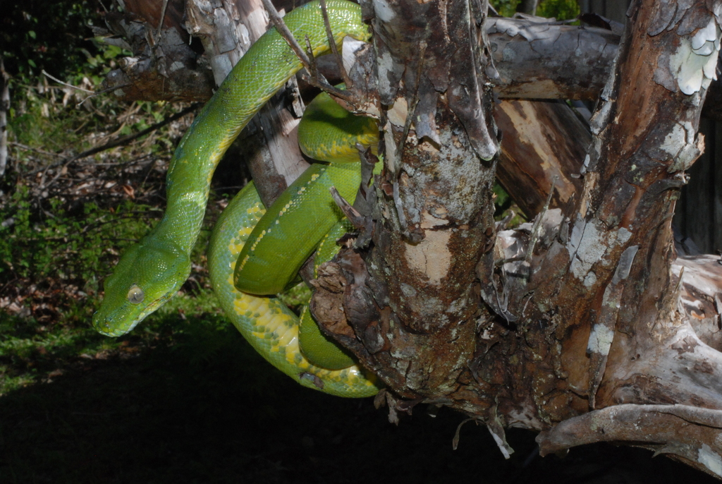 Southern Green Python in July 2008 by Eric N. Rittmeyer · iNaturalist