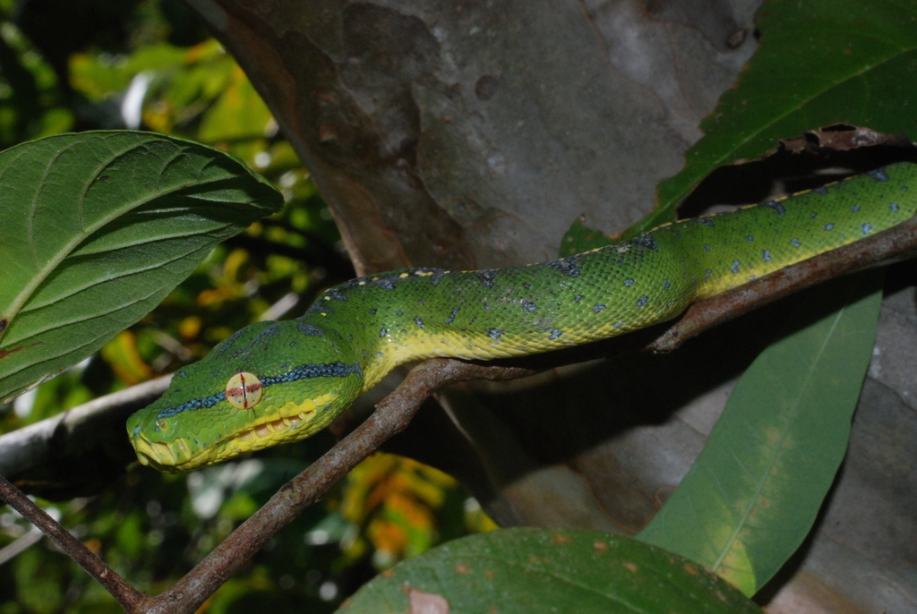 Southern Green Python in July 2008 by Eric N. Rittmeyer · iNaturalist