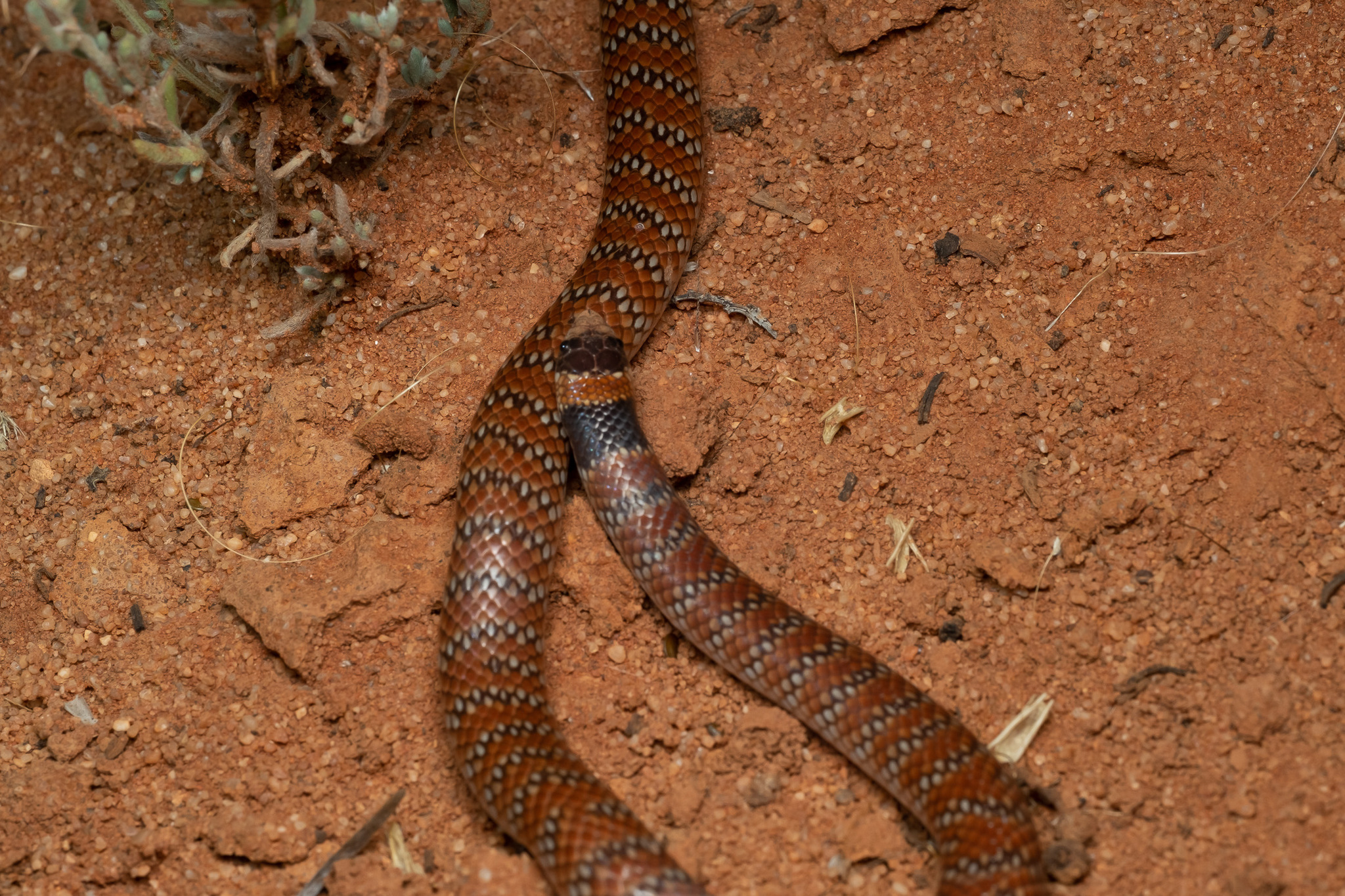 Brachyurophis australis (Krefft, 1864)