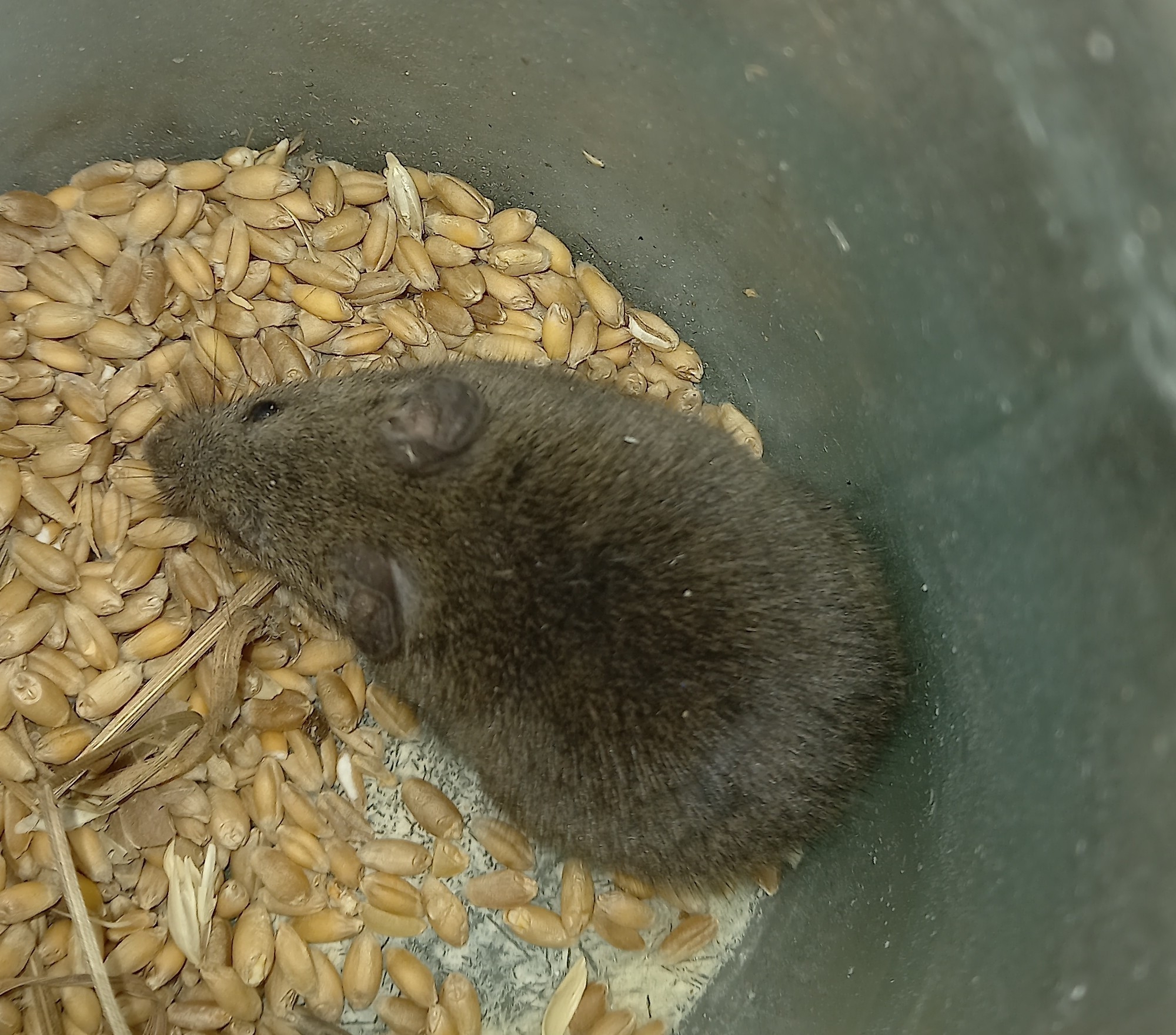 Mus musculus Linnaeus, 1758