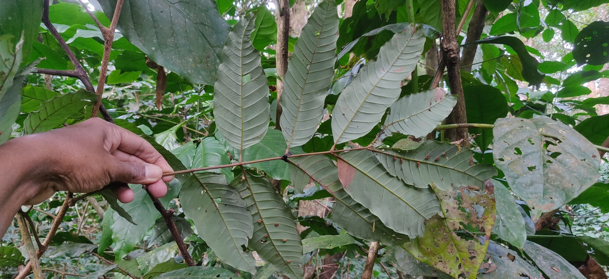 Dimocarpus longan Lour.