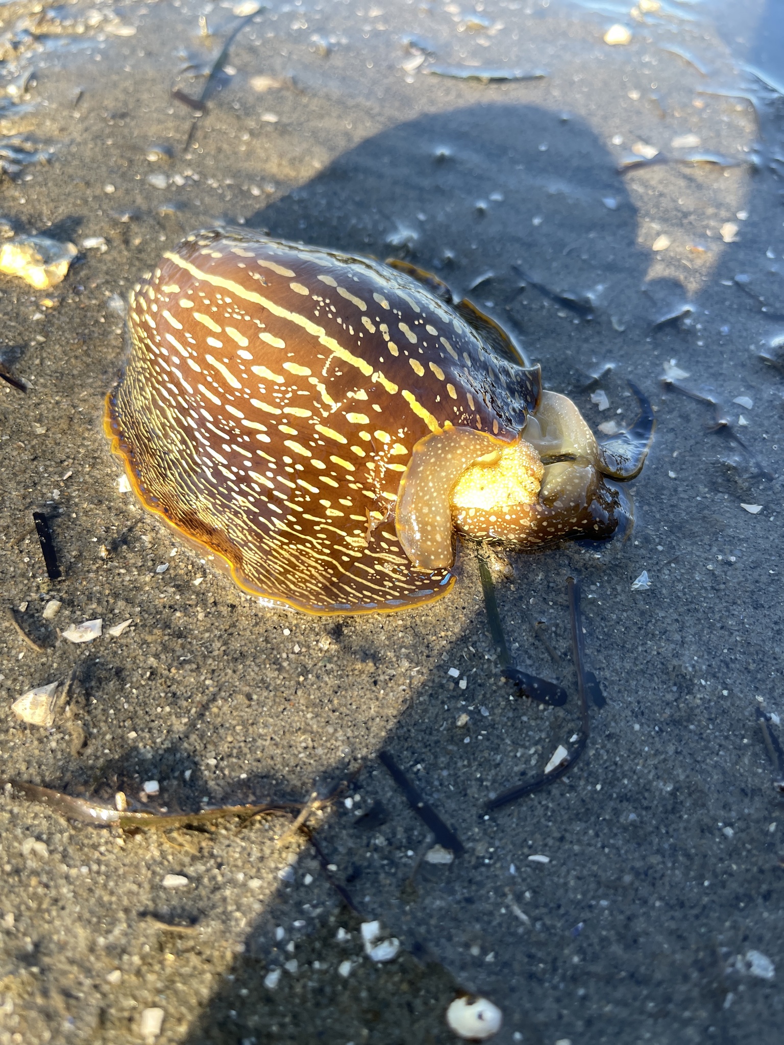 Navanax inermis (J.G.Cooper, 1862)