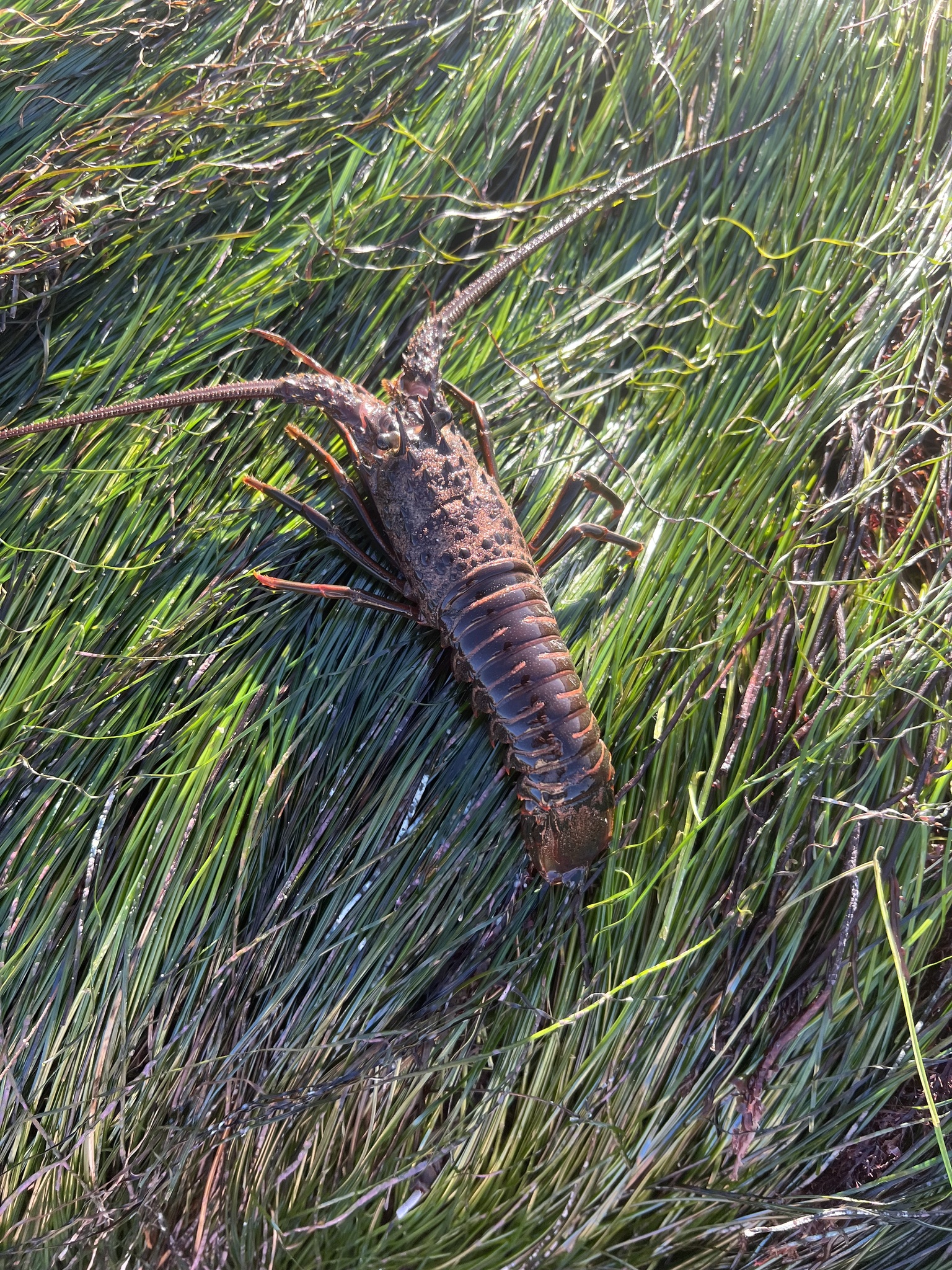 Panulirus interruptus (J.W.Randall, 1840)