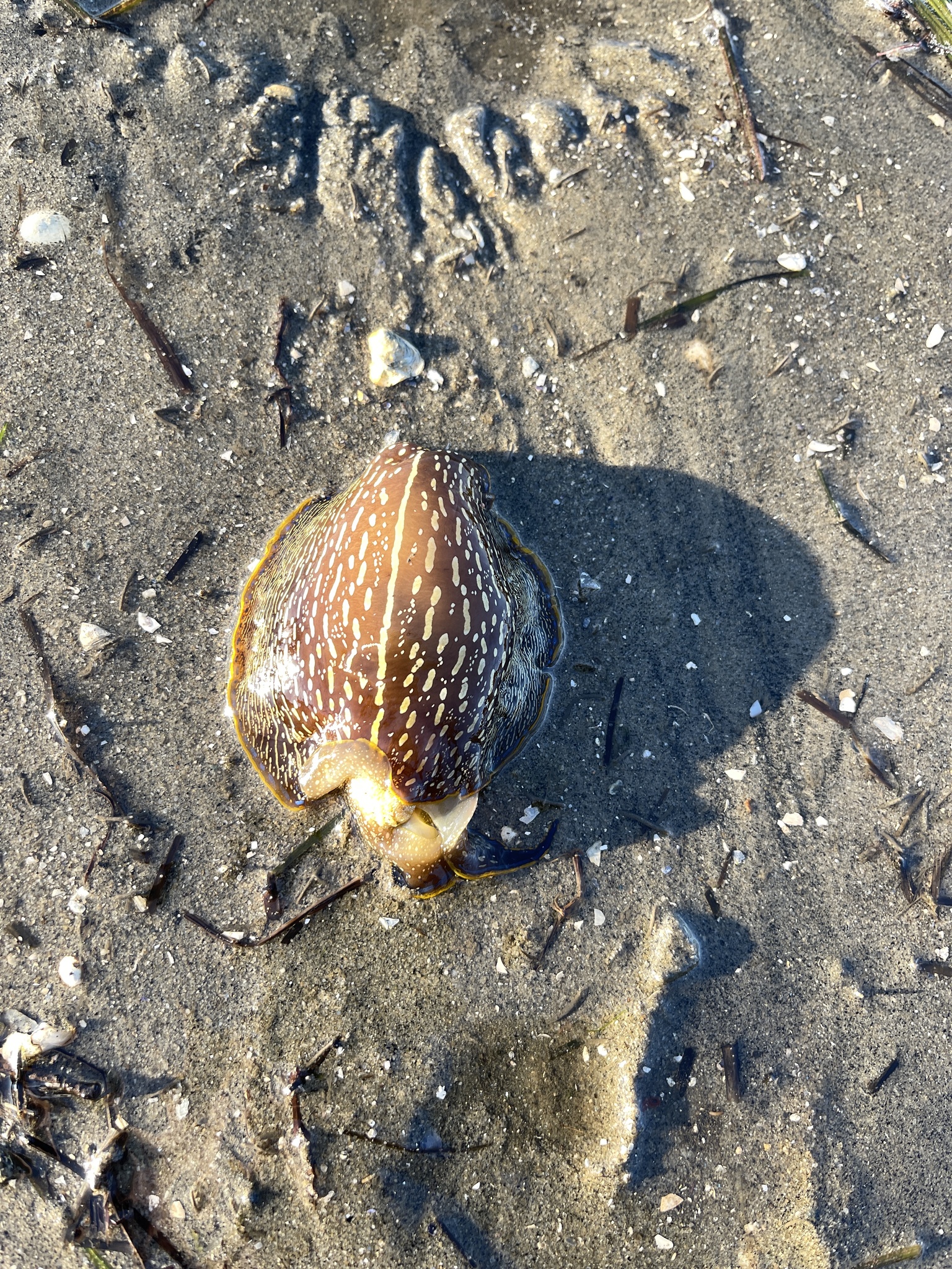 Navanax inermis (J.G.Cooper, 1862)