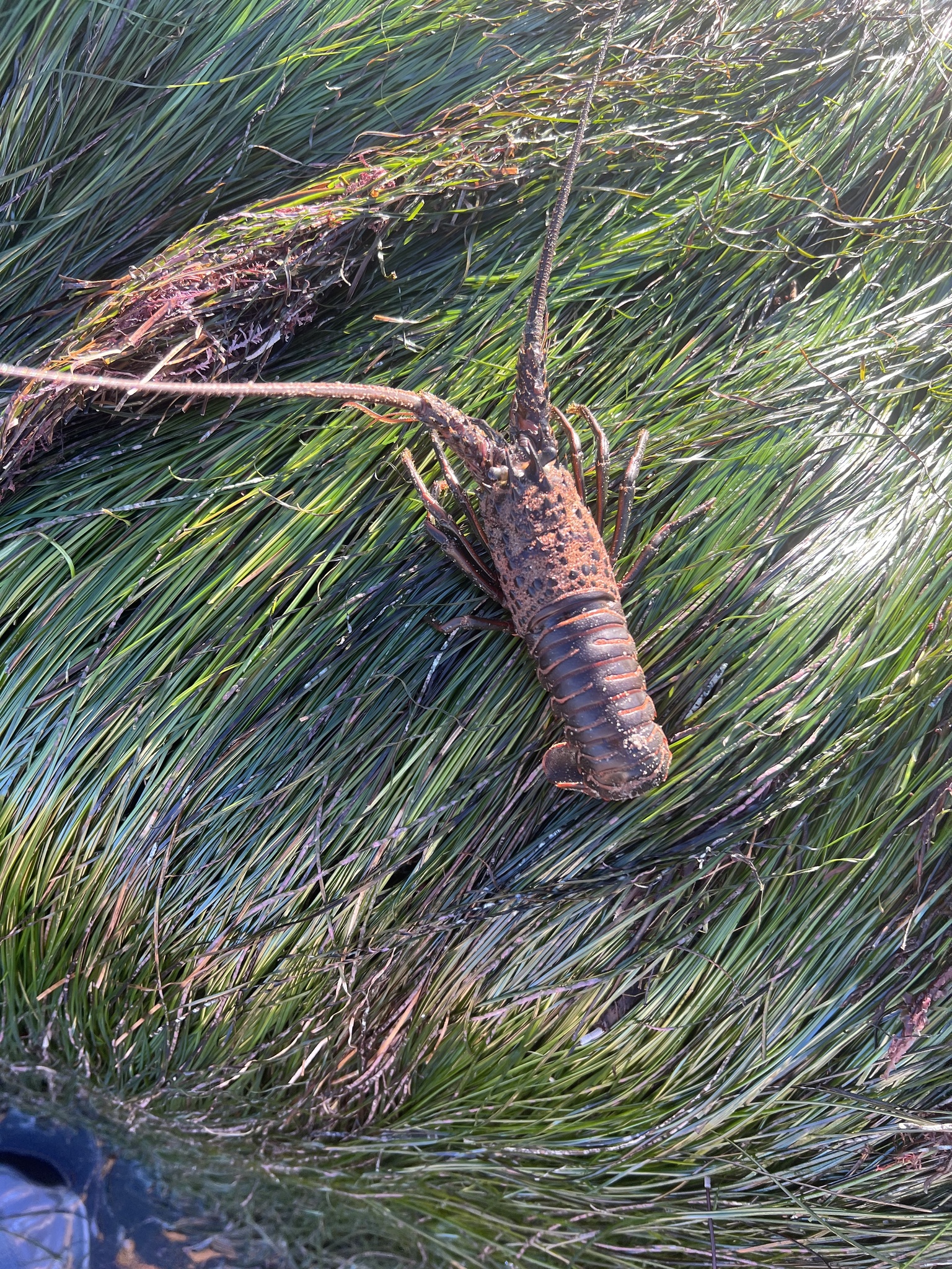 Panulirus interruptus (J.W.Randall, 1840)