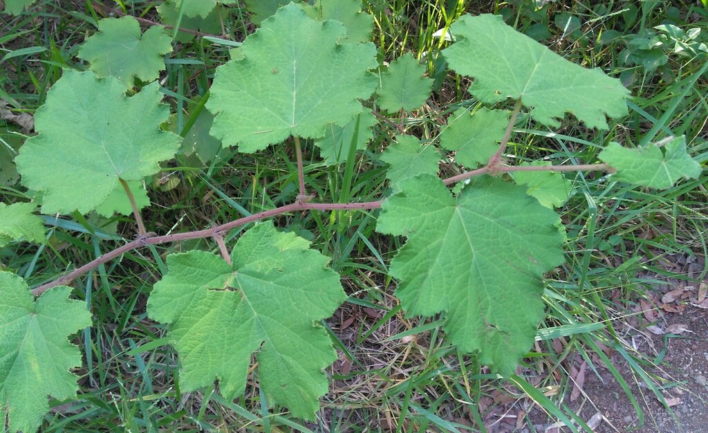 Giant bramble from Beerburrum, QLD on January 21, 2023 at 04:25 PM by R ...