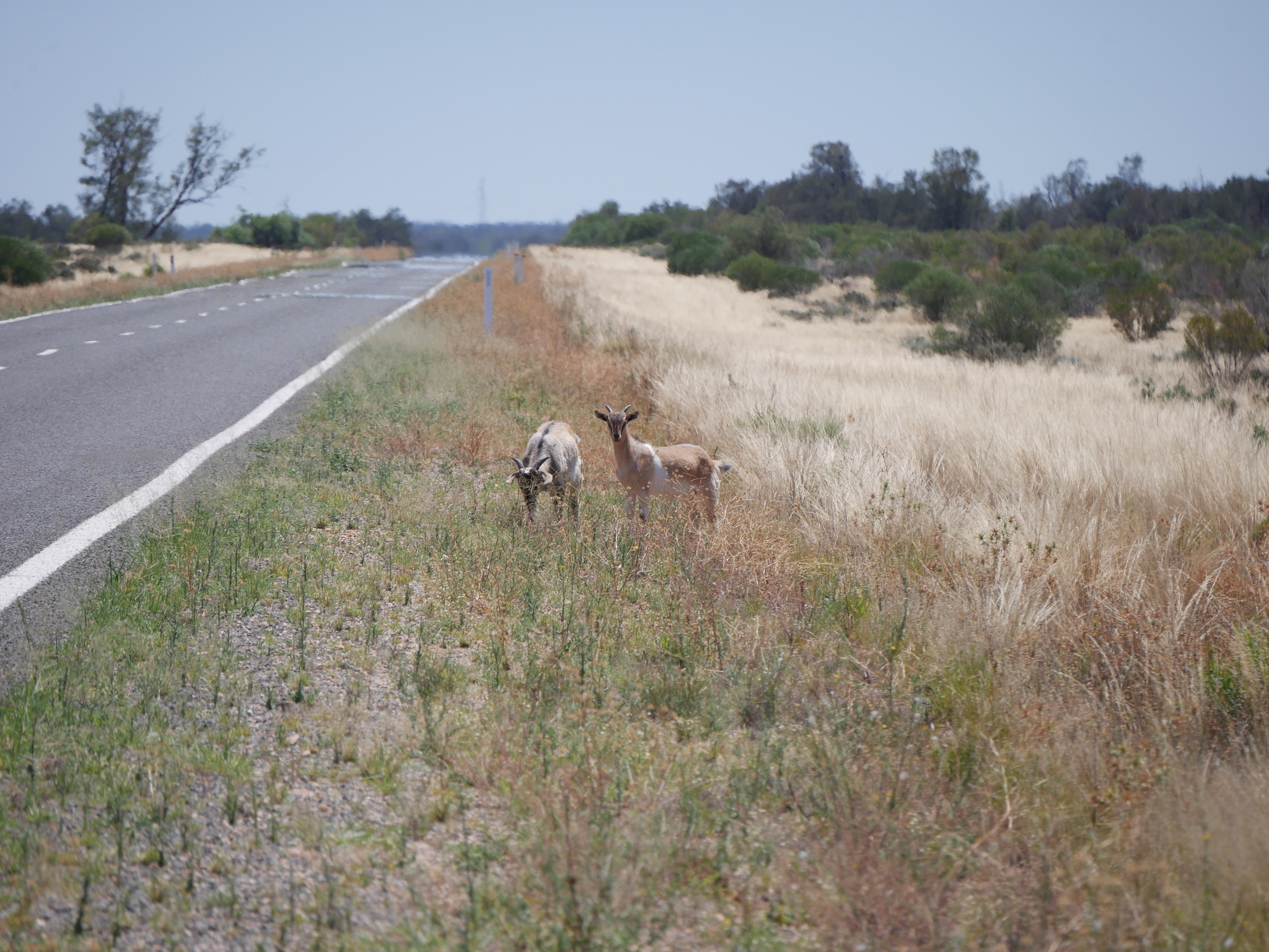 Capra hircus Linnaeus, 1758