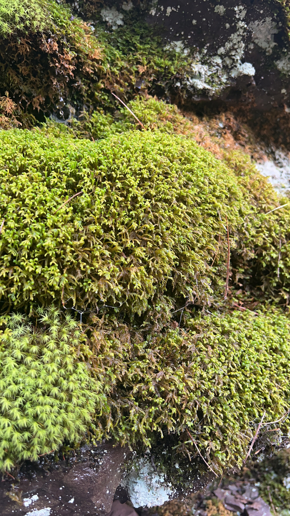 tree-skirt moss from Shokan on January 7, 2023 at 03:27 PM by ...